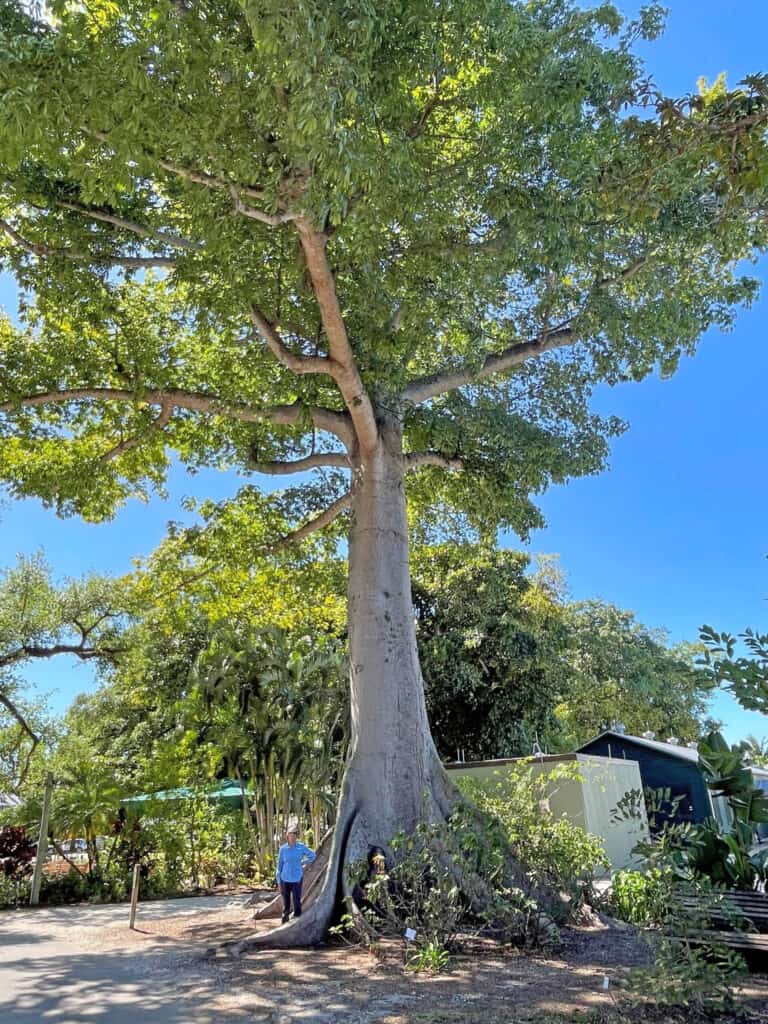 The Majestic Kapok Tree - Gulf Harbour Yacht and Country Club